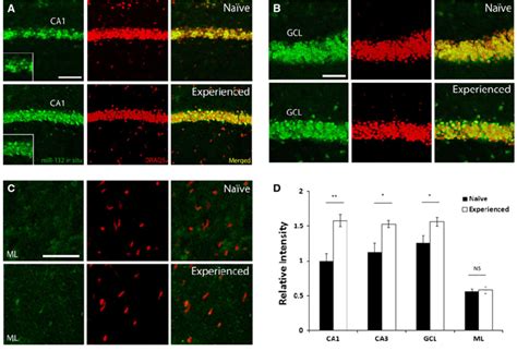 Mir 132 Expression Is Induced In Response To The Barnes Maze Learning