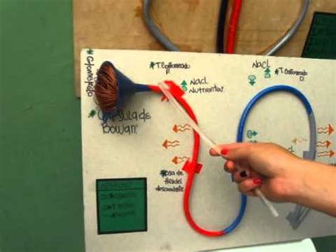 Sistema Urinario Wmv Youtube