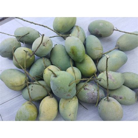 Jual Mangga Indramayu Asli Mengkel Mangga Raja Mangga Cengkir Shopee