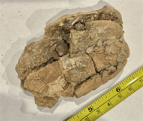 Pleistocene Turtle Carapace Fossil Id The Fossil Forum