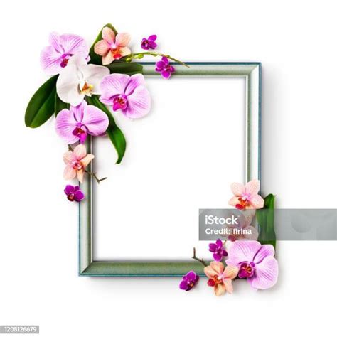 กรอบด้วยดอกกล้วยไม้ ภาพสต็อก ดาวน์โหลดรูปภาพตอนนี้ Composition กรอบ องค์ ประกอบ กรอบรูป