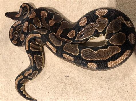 Adult Royal Ball Pythons In Maidstone Kent Gumtree