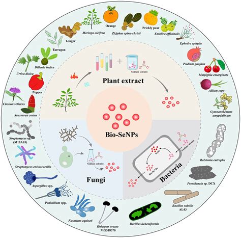 Frontiers A Review On Synthesis And Antibacterial Potential Of Bio Selenium Nanoparticles In