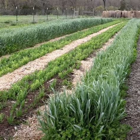 Crop Rotation Ideas For An Organic Vegetable Garden The Seasonal