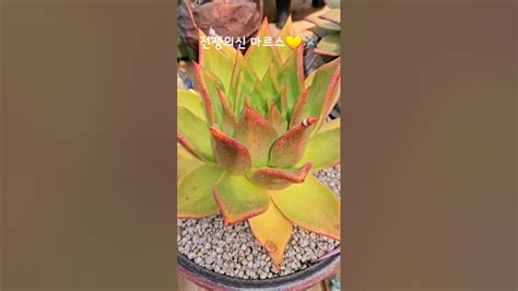 23년 4월 23일 전쟁의 신다운 포스 마르스 대품 럭셔리다육 안성 안성다육농장 창다육 Youtube