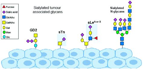 Sialylated Glycans Important In Cancer Download Scientific Diagram