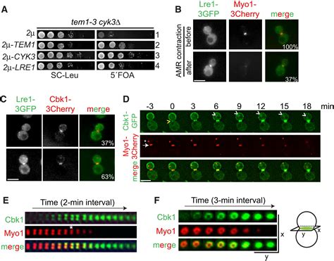 Lre Directly Inhibits The Ndr Lats Kinase Cbk At The Cell Division Site In A Phosphorylation