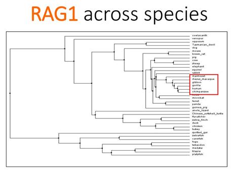 Omenn Syndrome And RAG1 Nicholas Moehn Ppt Download