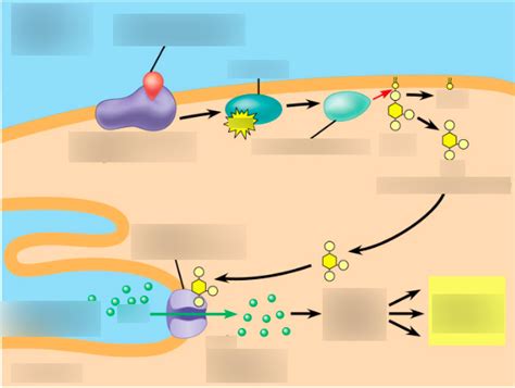 Biol 111 Chapter 11 Calcium And Ip3 In Signaling Pathway Diagram