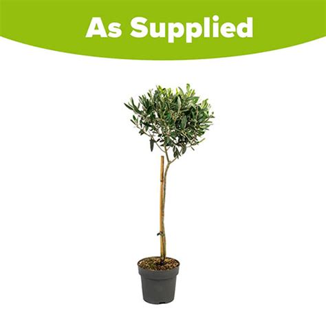 Olive Tree Standard 80cm 18cm Pot
