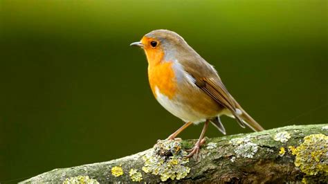 Bbc Radio 4 Tweet Of The Day Robin