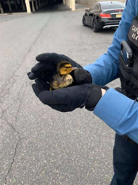 Paramus Police Rescue 7 Ducklings Trapped Within A Sewer Drain