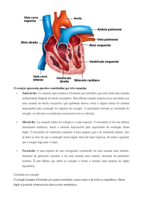 Anatomia Do Coracao O Coração Apresenta Paredes Constituídas Por Três