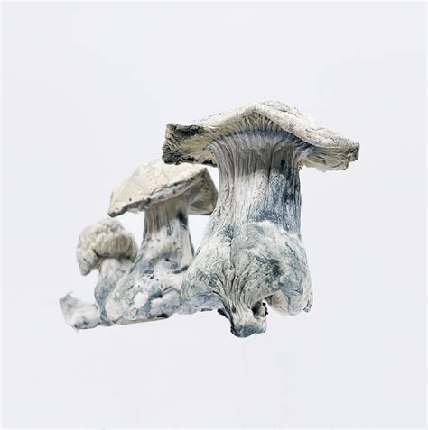 Albino Penis Envy Magic Mushrooms Out Of Stock District Connect
