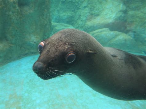 【公式】横浜市立よこはま動物園 ズーラシア On Twitter 広報用に写真を撮影しに行ったら、興味津々に近づいてきて、じーっと観察され