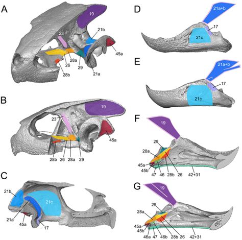 Turtle Head Anatomy