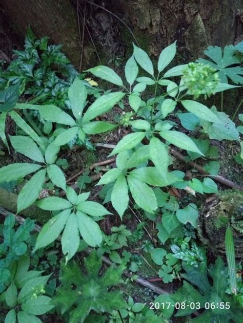 竹節人參的功效主治 每日頭條