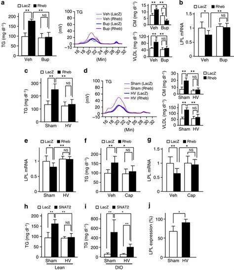 Hepatic Aamtorc1s6k Activation Raises Serum Tgs Via A Neuronal Relay