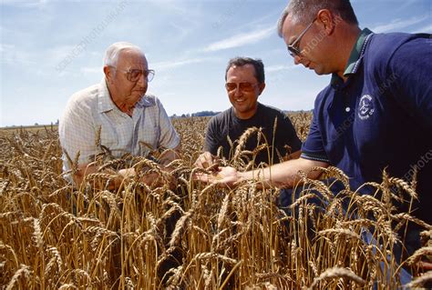 Wheat Crop Stock Image E770 1108 Science Photo Library