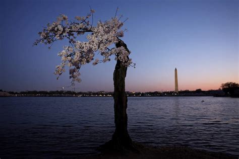 The Future Of Dcs Beloved Cherry Blossom Tree Stumpy Here And Now