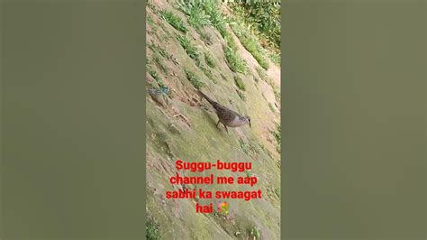 My Chinchi Youtube
