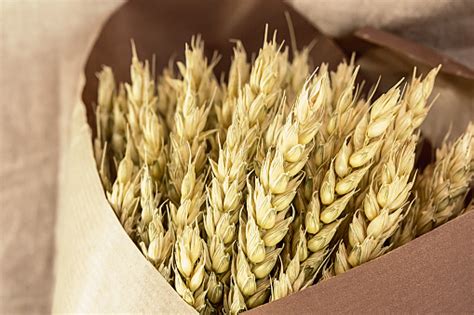 크래프트 종이에 밀 클로즈업의 신선한 밝은 녹색 귀의 소박한 꽃다발 가을에 대한 스톡 사진 및 기타 이미지 가을 건강한