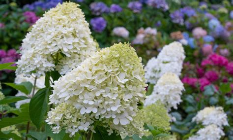 Pruning Hydrangea Paniculata Uk At Jill Deleon Blog