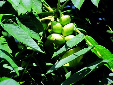 Обои Природа Плоды обои для рабочего стола фотографии природа плоды орехи Обои для рабочего