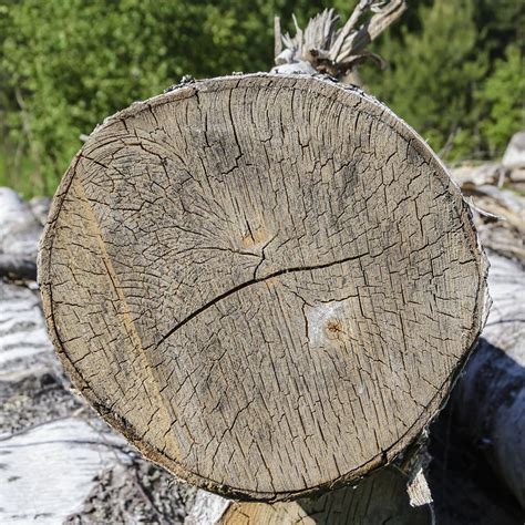 Round Section Of A Tree Trunk Stock Image Image Of Plank Industrial