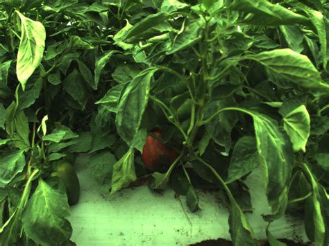 Capsicum Conversion2 Object Detection Dataset By Iit Kgp