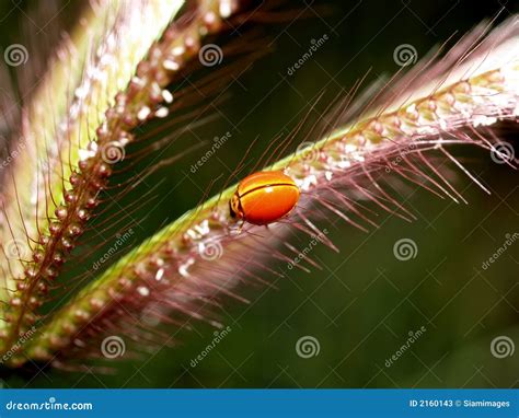 Bugga Fotografering För Bildbyråer Bild Av Leaf Gräs 2160143