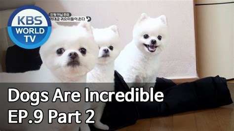 Dogs Are Incredible 개는 훌륭하다 Ep9 Part 2 Sub Eng20200121 Youtube
