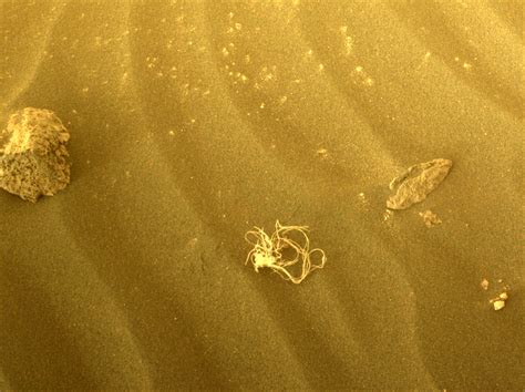Nasa Identifies Strange ‘alien Seaweed Debris Found On Mars By