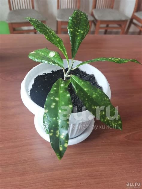 Кротон — купить в Красноярске Горшечные растения и комнатные цветы на интернет аукционе