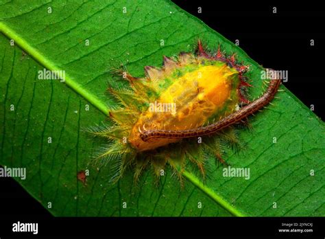 Slug Moth Limacodidae Sp Caterpillar Eaten By Geophilomorpha Sp