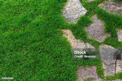 뒤뜰 초원의 여름 녹색 잔디밭에 잔디로 자란 자연의 거친 돌로 만든 조경 된 정원 길은 복사 공간이있는 하향식 전망입니다 0명에 대한 스톡 사진 및 기타 이미지 Istock
