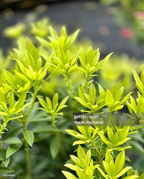 Japanese Pieris Bush Showing Fresh Leaves In Close Up High Res Stock