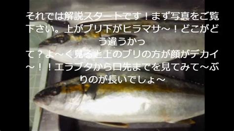ブリとヒラマサの見分け方 ！youtube ！まかない道場！ Youtube