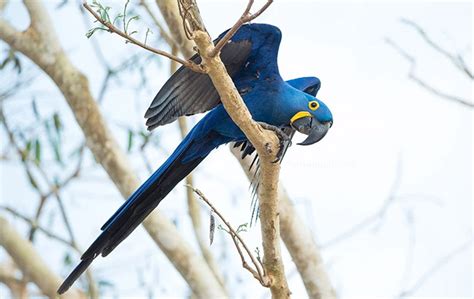 Kh M Ph Cu C S Ng V T P T Nh C A V T U I D I Lam T A Y U Chim