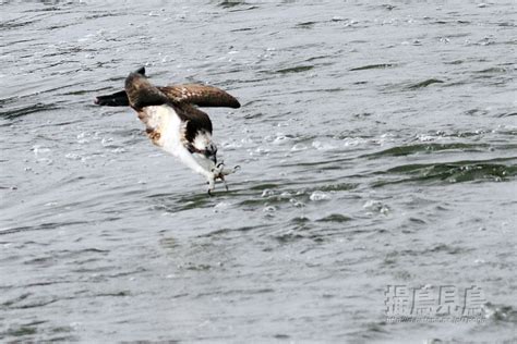 個別 野鳥 飛翔 ミサゴのダイブの写真画像 撮鳥見鳥 fotolife