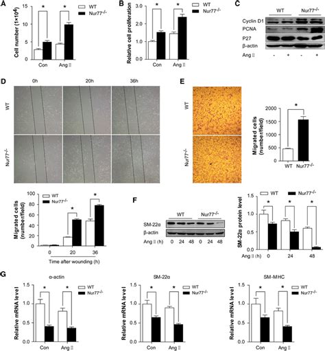 Nur77 Inhibits Angiotensin Ii Ang Ii Induced Vascular Smooth Muscle