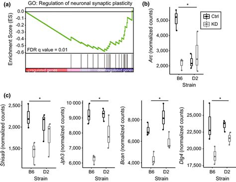 Hp1bp3 Kd Negatively Regulates Neuronal Synaptic Plasticity A