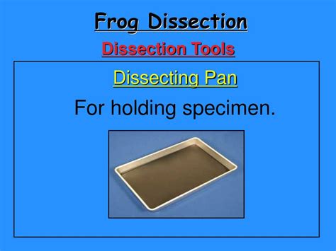 Ppt Frog Dissection Powerpoint Presentation Free Download Id 4127067