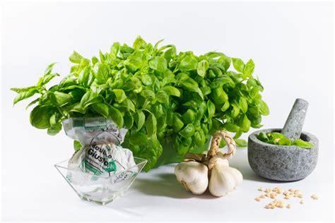Basil Pesto Ingredients Pictures Of Food • Foodiesfeed • Food