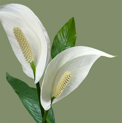 Peace Lilies Digital Art By Nina Bradica Fine Art America