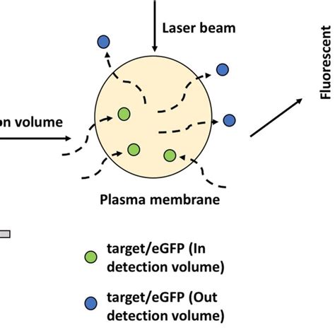 The Construction Of Fluorescence Correlation Spectroscopy Fcs