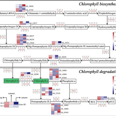 expression profiles of differently expressed genes degs involved in