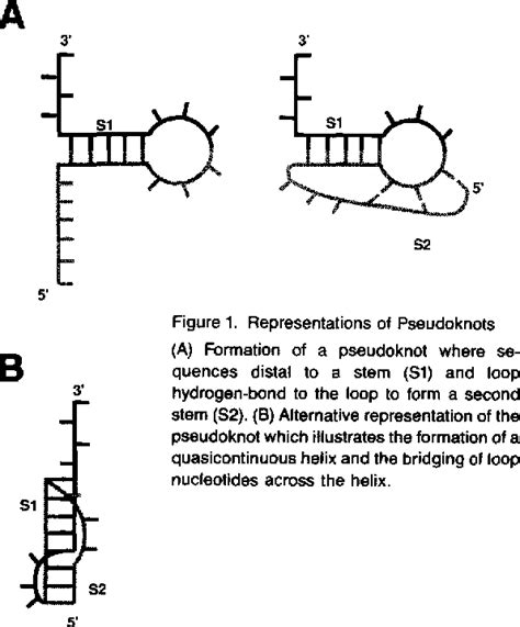 Figure 1 From Rna Pseudoknots That Interact With Components Of The