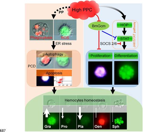 Figure 9 Summary Of HPPC Affecting Blood Cell Homeostasis HPPC Causes The Phagocytic Ability
