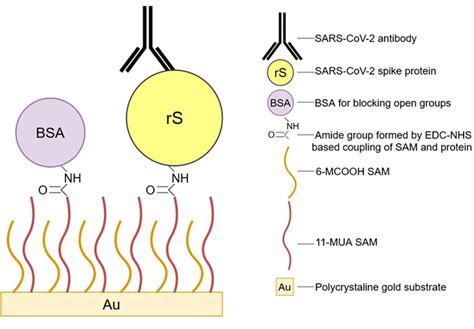 Scheme 1 The Layered Composition Of The Electrochemical Biosensor
